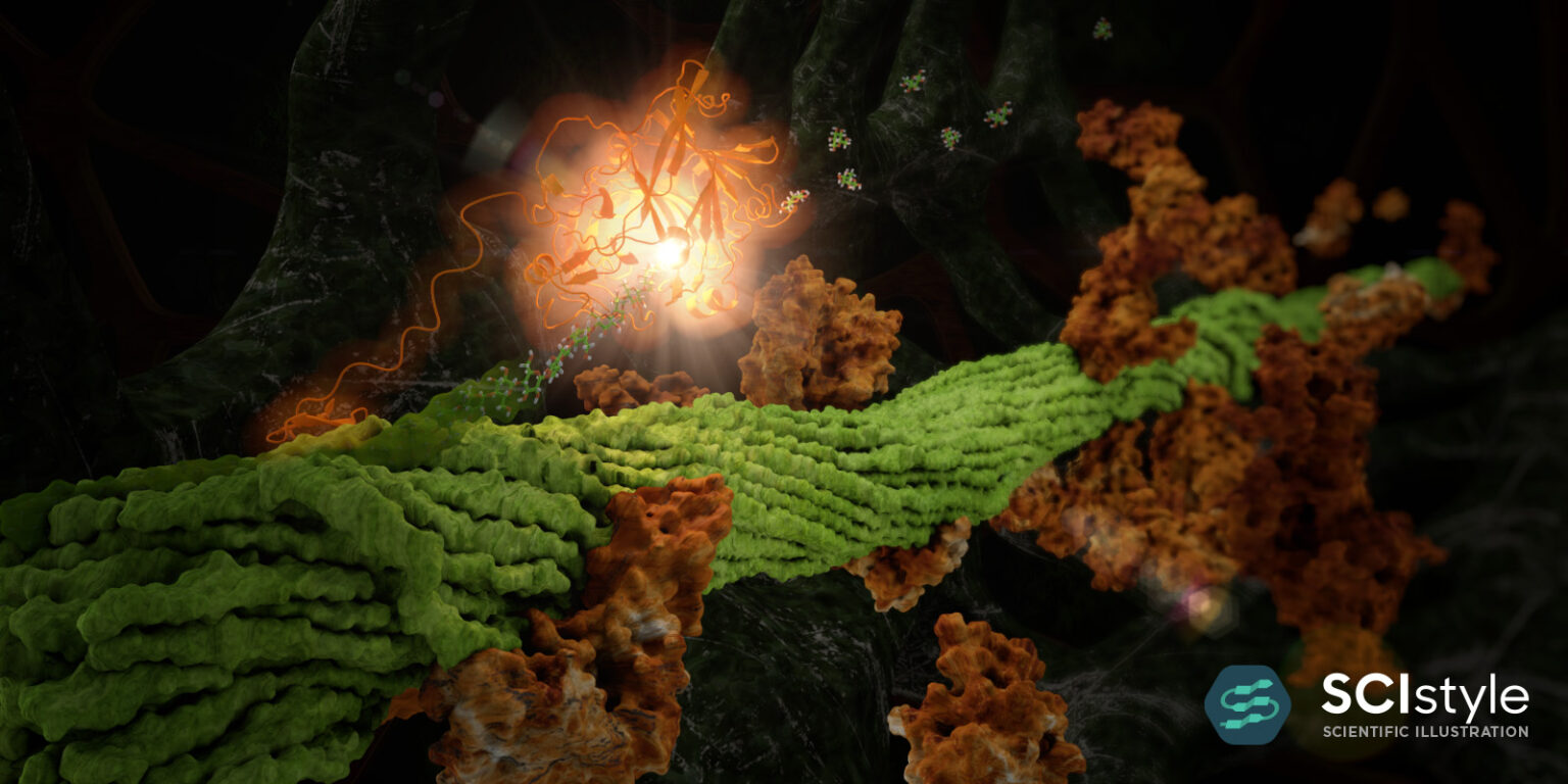 Lignocellulose – SciStyle