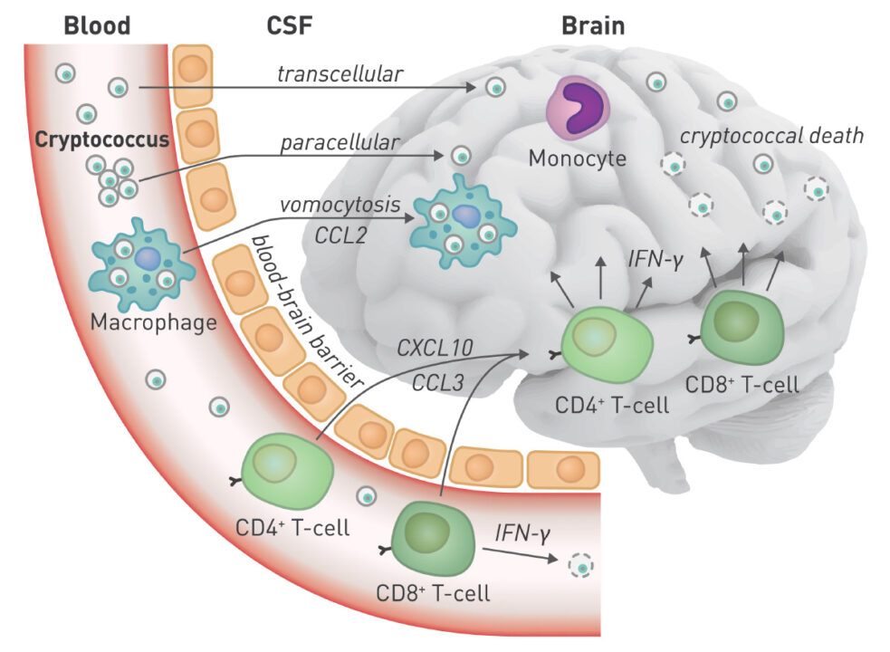 Infection Figures – SciStyle