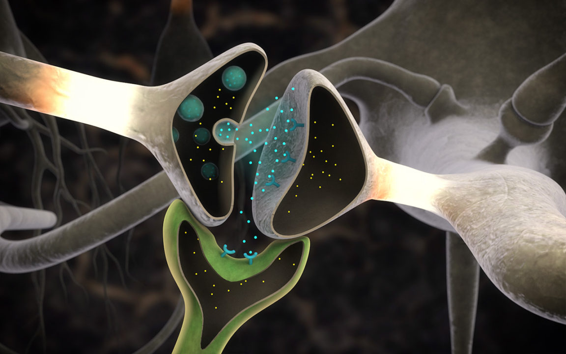 Tripartitite Synapse – SciStyle