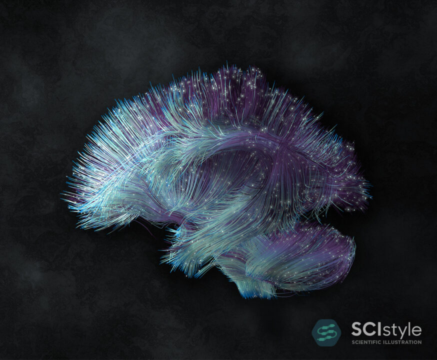 Human Brain Connectome Scistyle