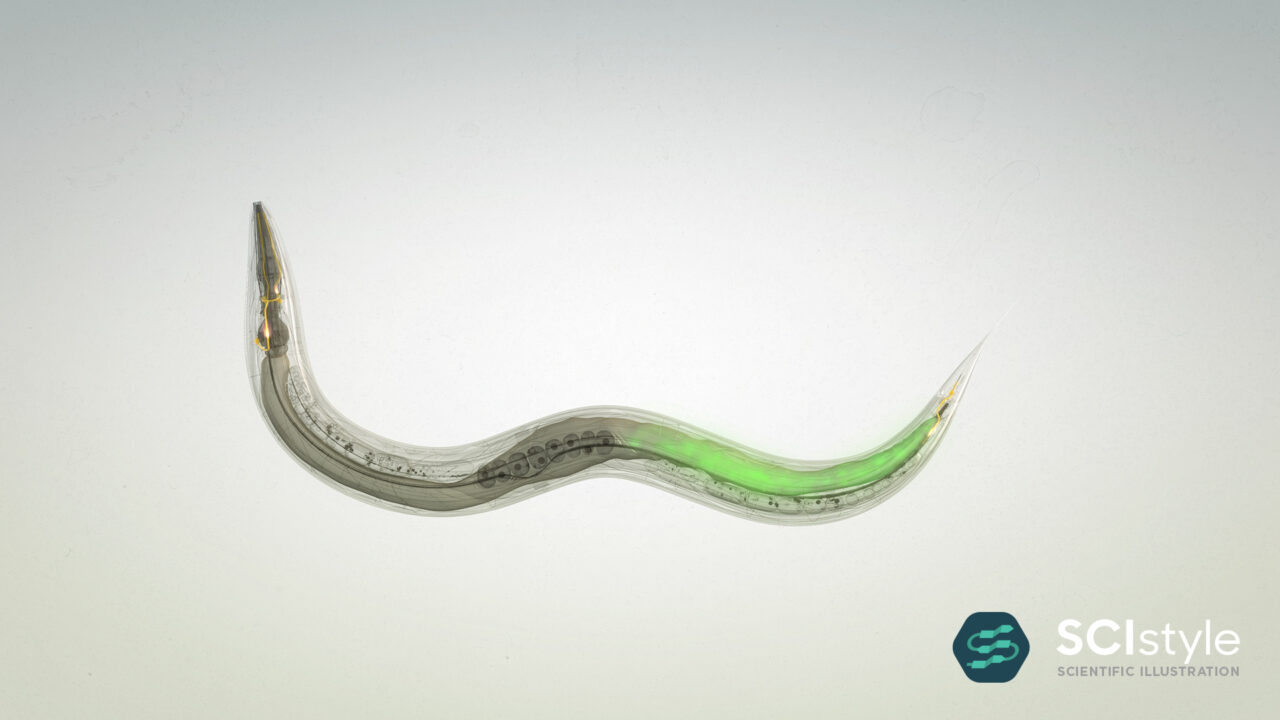 Nematode – SciStyle