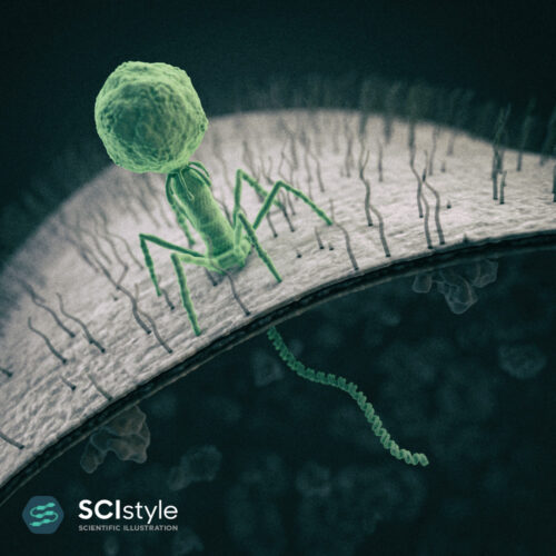 Bacteriophage attacking E.coli – SciStyle