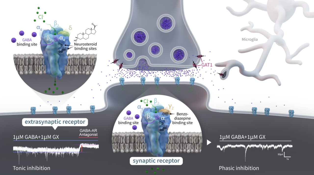 GABA-receptor – SciStyle